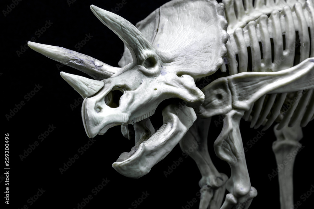Triceratops Dinosaur skeleton model Stock-Foto | Adobe Stock