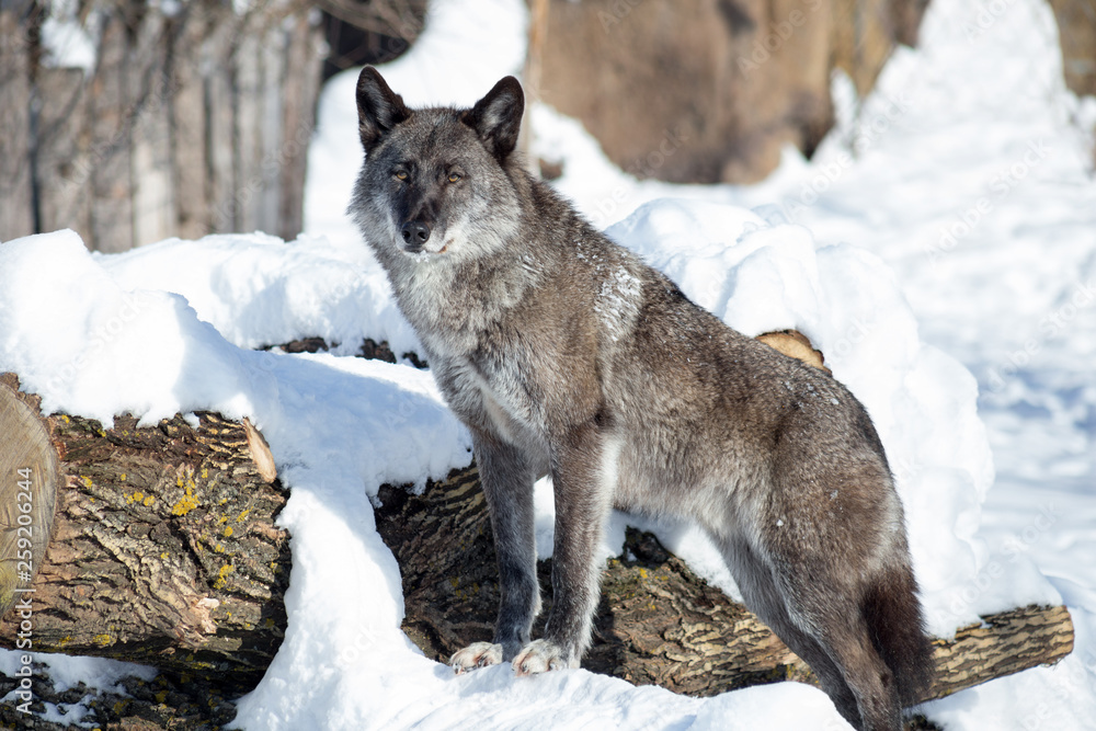 Cute black canadian wolf is looking at the camera. Canis lupus ...
