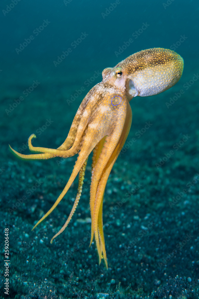 Poison ocellate octopus swimming in Molucca Sea Stock Photo | Adobe Stock