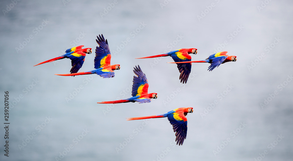 Scarlet Macaw Flying