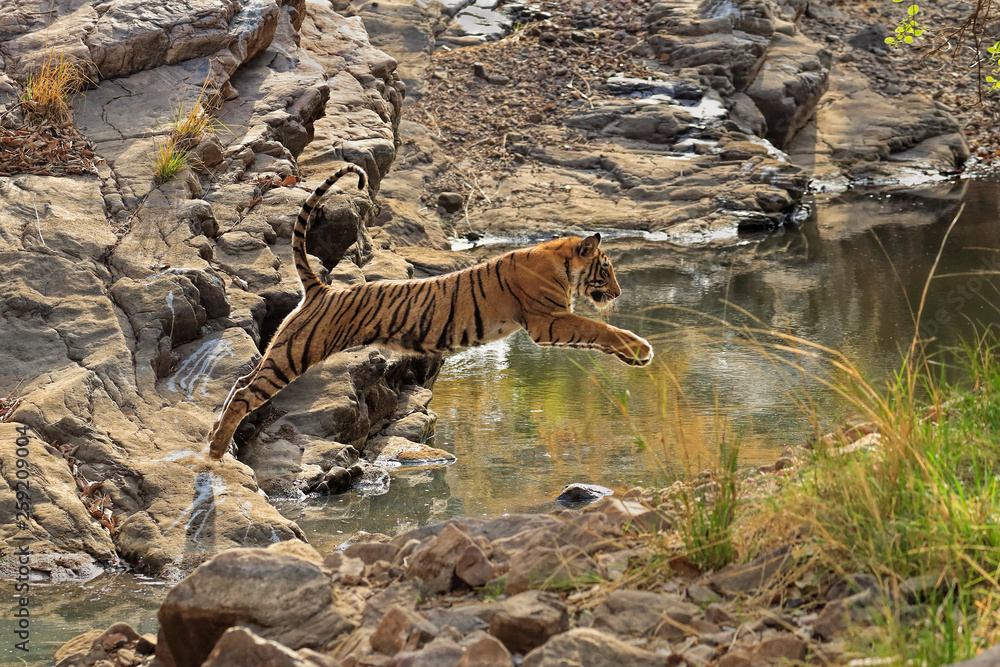 Bengal Tigers Jumping