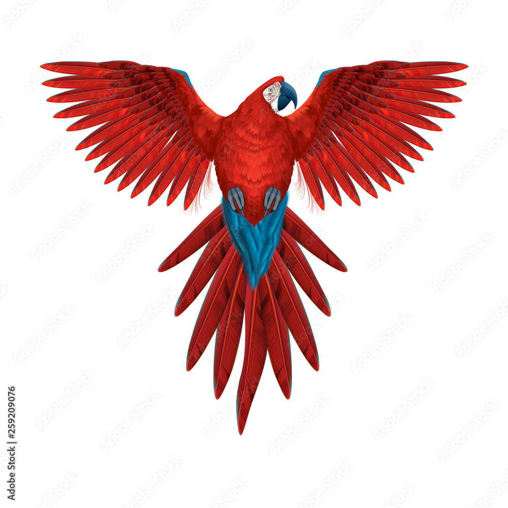 Colourful macaw parrot - multicoloured isolated flying bird - realistic ...