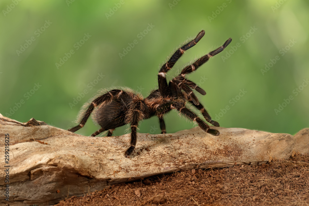 Closeup female of Spider Tarantula (Lasiodora parahybana) in ...