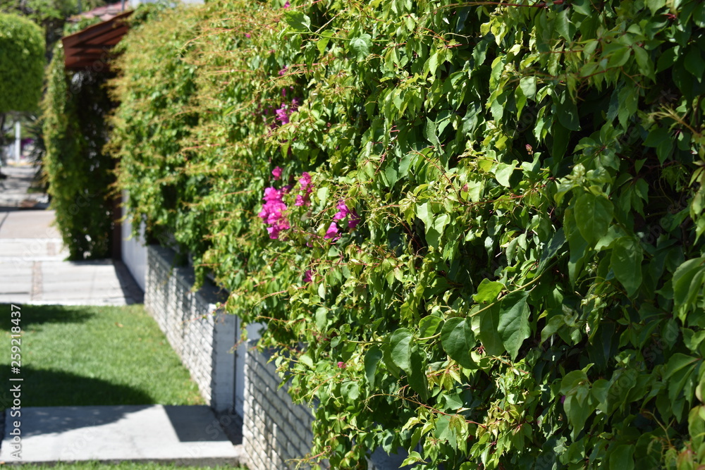 Pared de enredadera verde con pequeñas flores rosas Stock Photo | Adobe ...