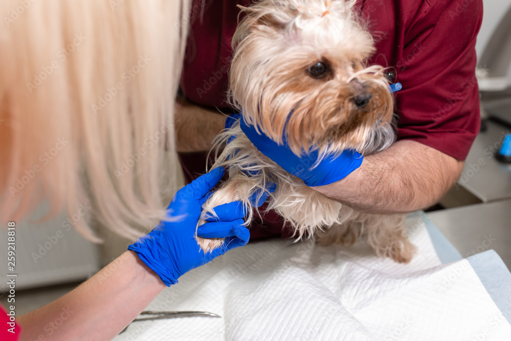 handsome doctor veterinarian and his attractive assistant at vet clinic ...