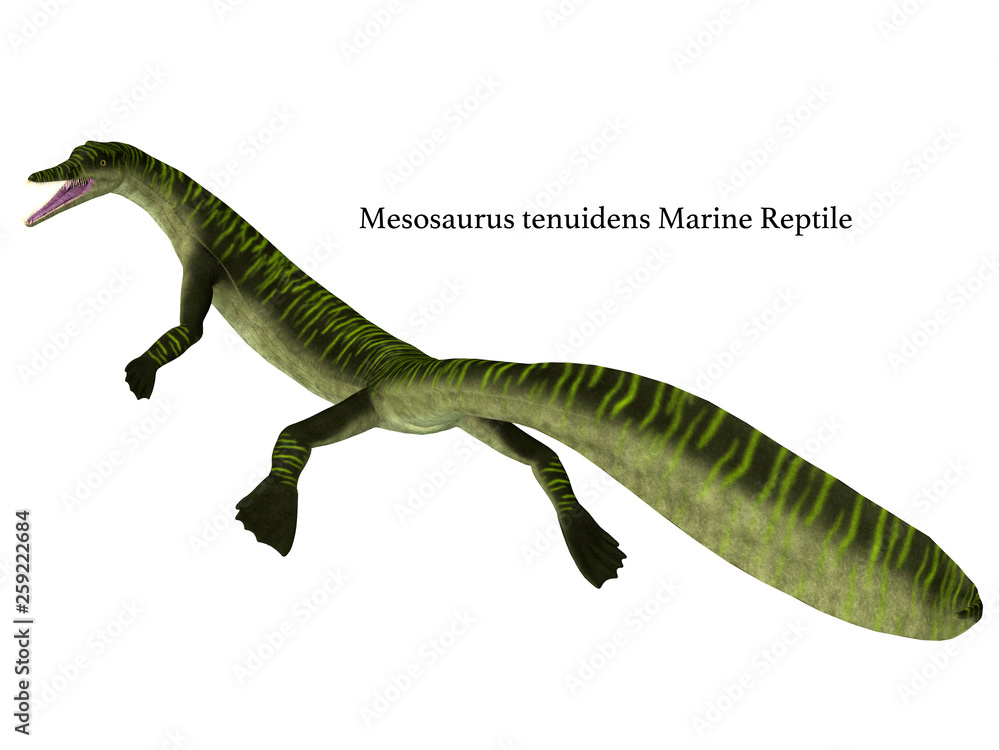Mesosaurus Marine Reptile Tail with Font - Mesosaurus was a carnivorous ...
