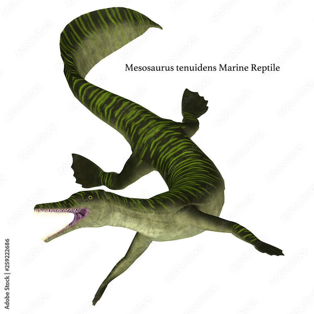 Mesosaurus Marine Reptile on White with Font - Mesosaurus was a ...