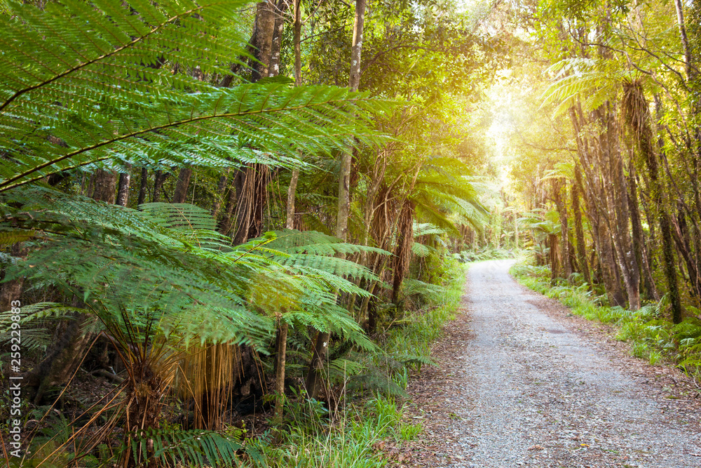 Empty, unpaved dirt road through jungle forest rainforest of tree ferns ...
