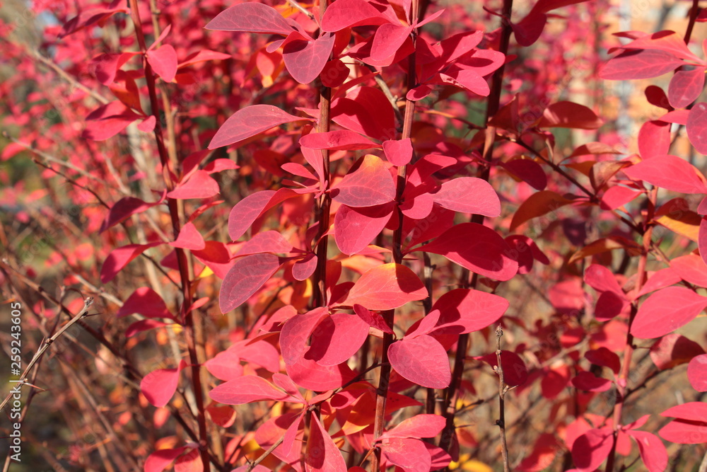 PLANTA DE FLORES ROSA, rojo, hojas, caer, fábrica, árbol, flor, color ...