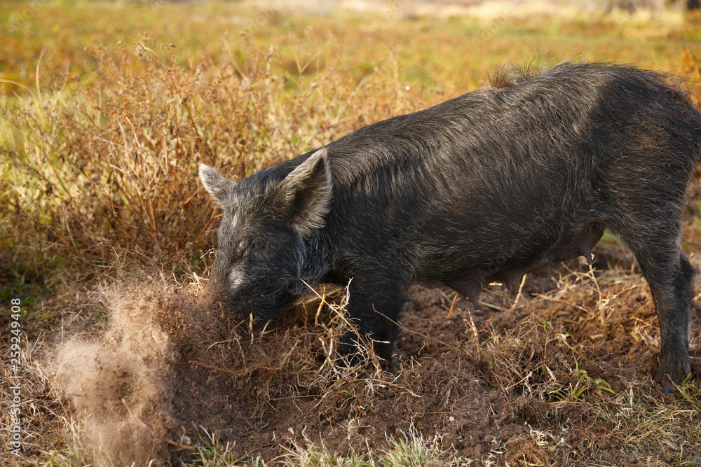 Wild Boar Stock Photo | Adobe Stock