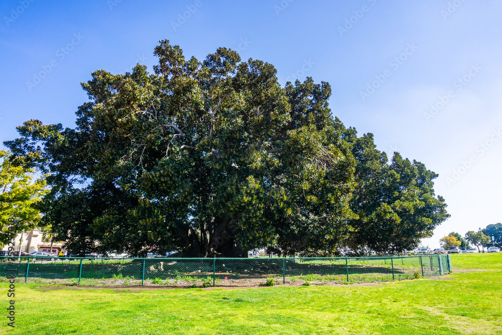 Large Moreton Bay Fig (Ficus macrophylla) tree in Balboa Park older ...