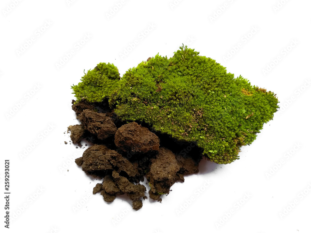 Moss texture background. Green moss on white background. Green moss ...