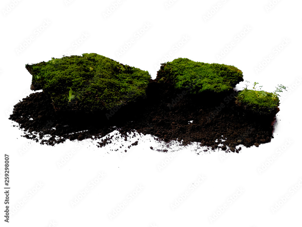 Moss texture background. Green moss on white background. Green moss ...