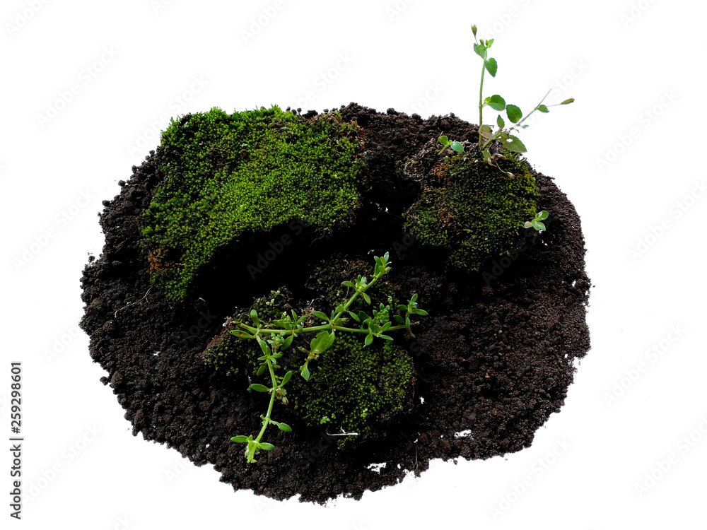 Moss texture background. Green moss on white background. Green moss ...