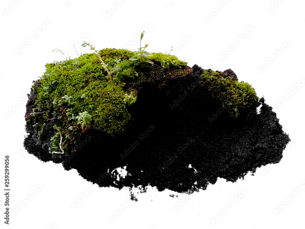Moss texture background. Green moss on white background. Green moss ...