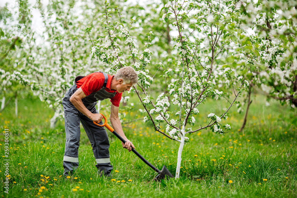 man planting tree and digging hole with shovel in gardenpeople and farm ...