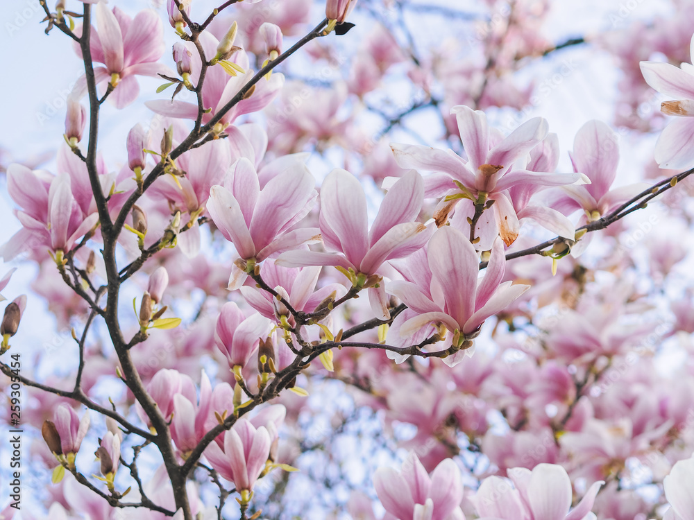 Beautiful flowering Magnolia pink blossom tree in spring season ...