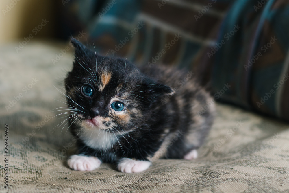 Tortoiseshell And White Cat With Blue Eyes