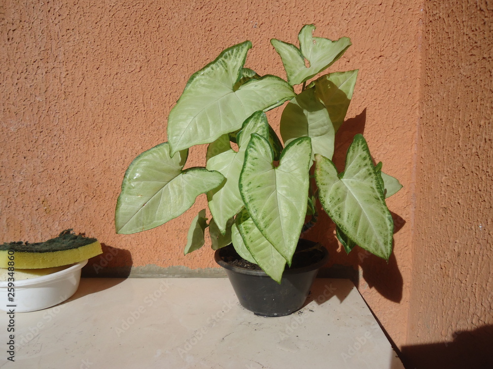 Singônio Syngonium podophyllum gardenning Stock Photo | Adobe Stock