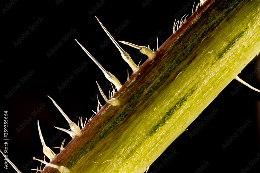 Stacked focus, extreme close up of of stinging nettle stem(Urtica ...