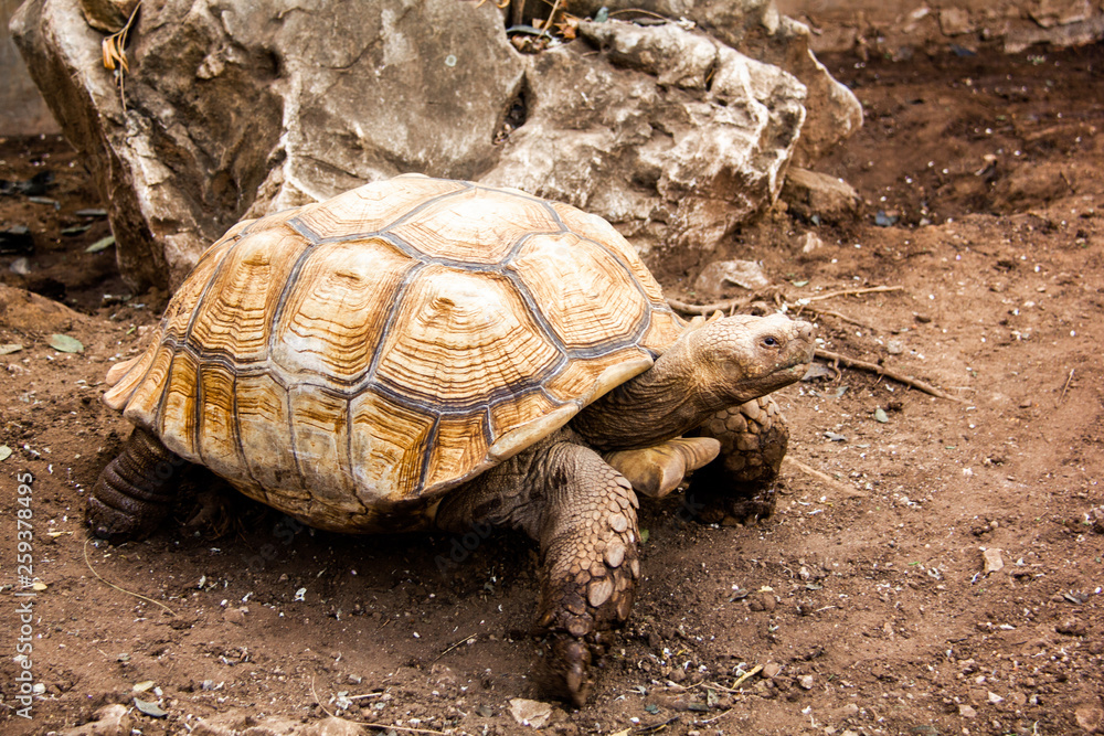 tortoise, turtle, animal, shell, reptile, giant, slow, nature ...