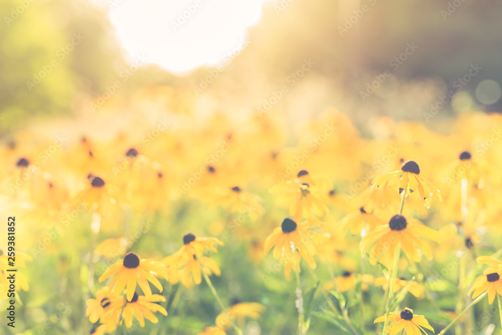 Bright yellow sunset field with yellow flowers and blurred background ...