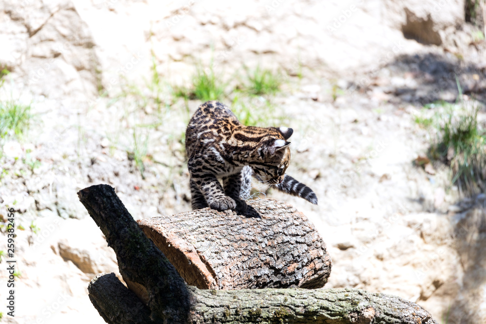 cute baby ocelot kitten, sweet Ocelot Kitten Playing Stock Photo ...
