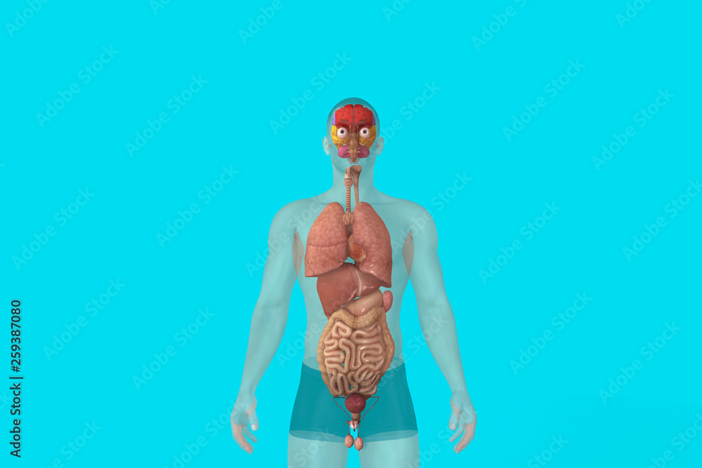 The layout of the internal organs in the human body. Deep Sky Blue ...