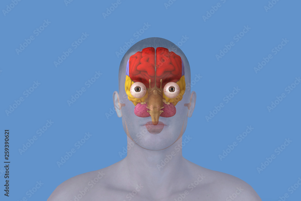 The layout of the human brain. Front view. Picton Blue background Stock ...