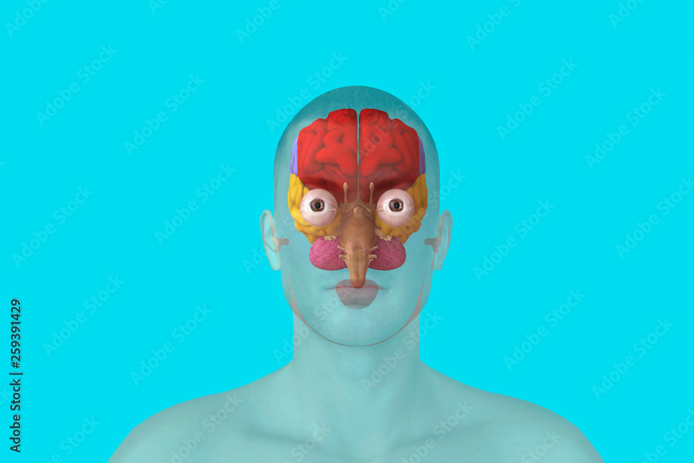 The layout of the human brain. Front view. Deep Sky Blue background ...