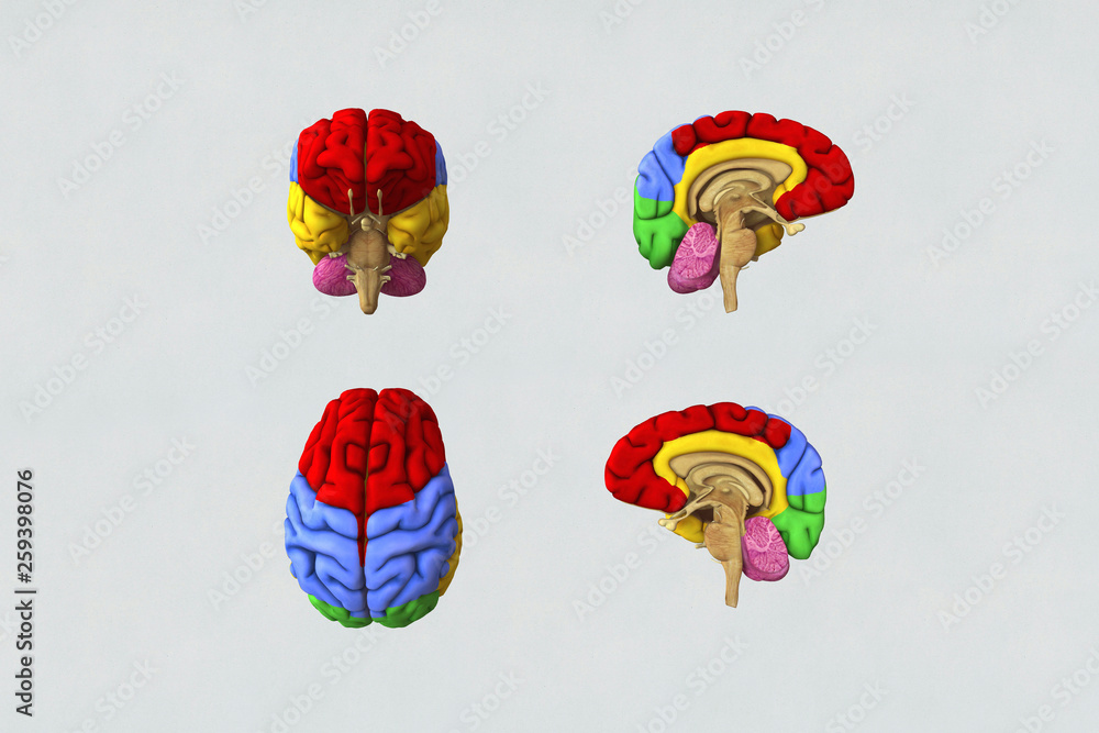 The human brain. Diagram. Hemi. White paper background Stock ...