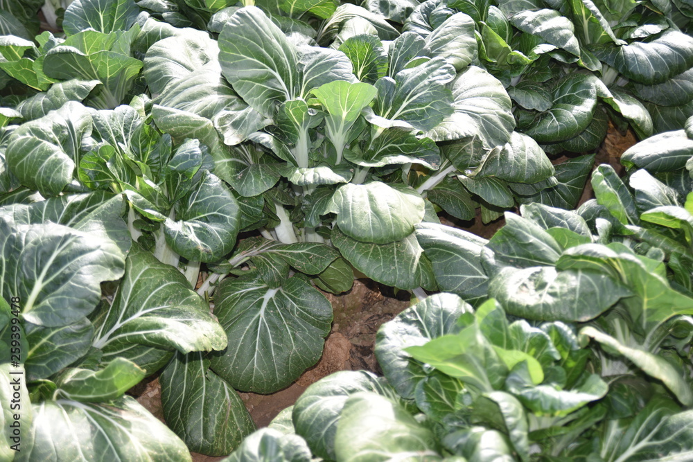 Bok Choy field in Arizona. Also called pak choi. It is a Chinese ...