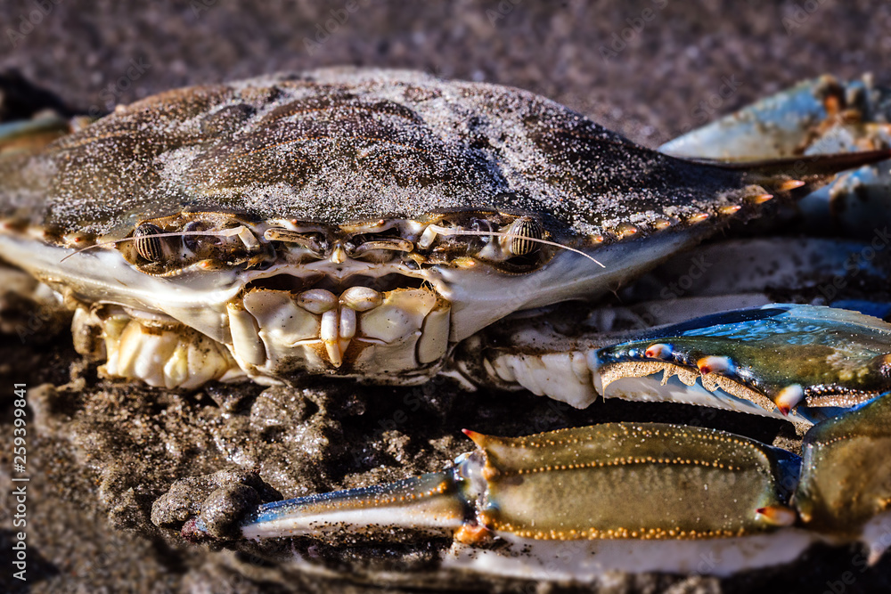 blue crab photographed on the beach, crustacean photo in high ...