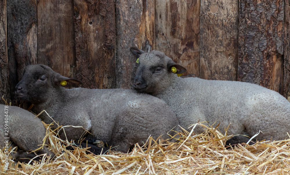 Grey Troender Sheep