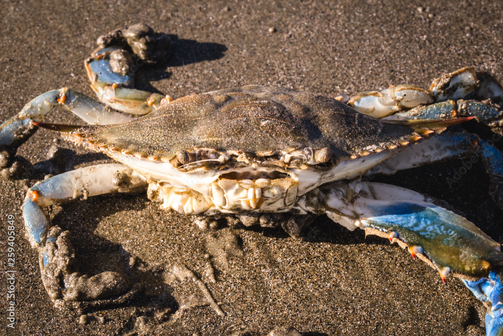 blue crab photographed on the beach, crustacean photo in high ...