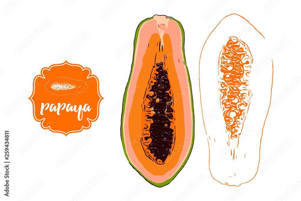 cartoon colorful half papaya and hand drawn sketch half papaya ...