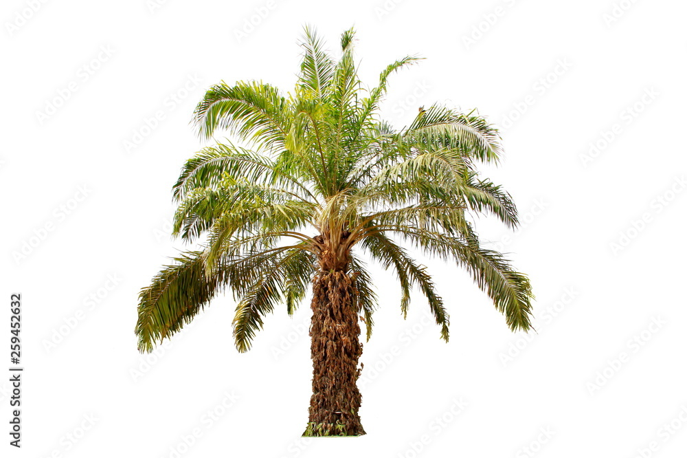 Palm oil tree isolated on white background Stock Photo | Adobe Stock