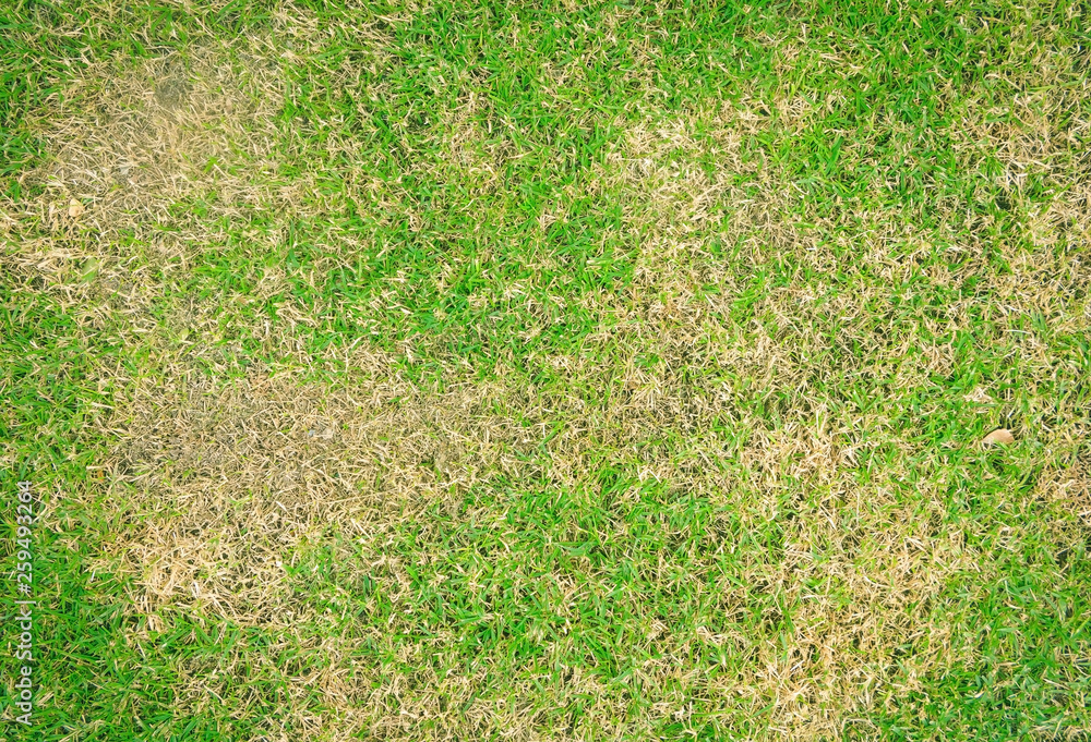 Grass texture, grass background. patchy grass, lawn in bad condition ...