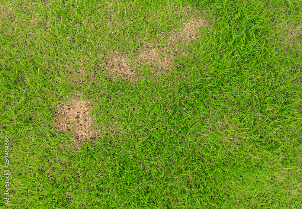 Grass texture, grass background. patchy grass, lawn in bad condition ...