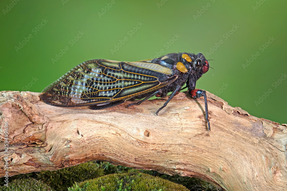 Cicada : Butterfly cicadas with broad multicolor wings. Blue butterfly ...