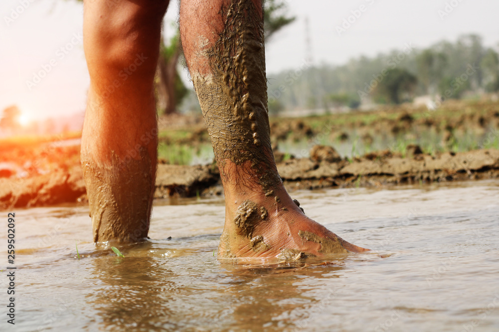 Barefoot walking in mud & water. Stock Photo | Adobe Stock