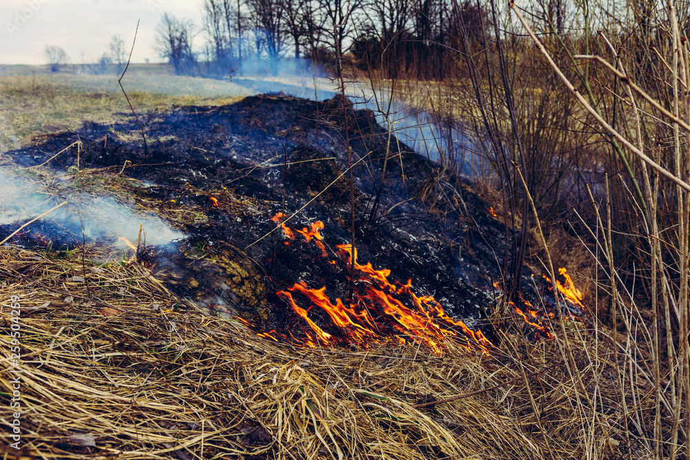 From the burning of dry grass, insects, hedgehogs, and rabbits are ...
