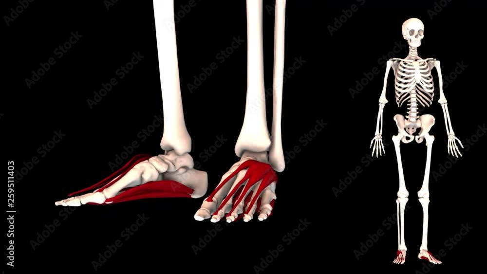 Intrinsic muscle of foot-REAL COLOR-3D HUMAN MUSCLE ATLAS vídeo do ...