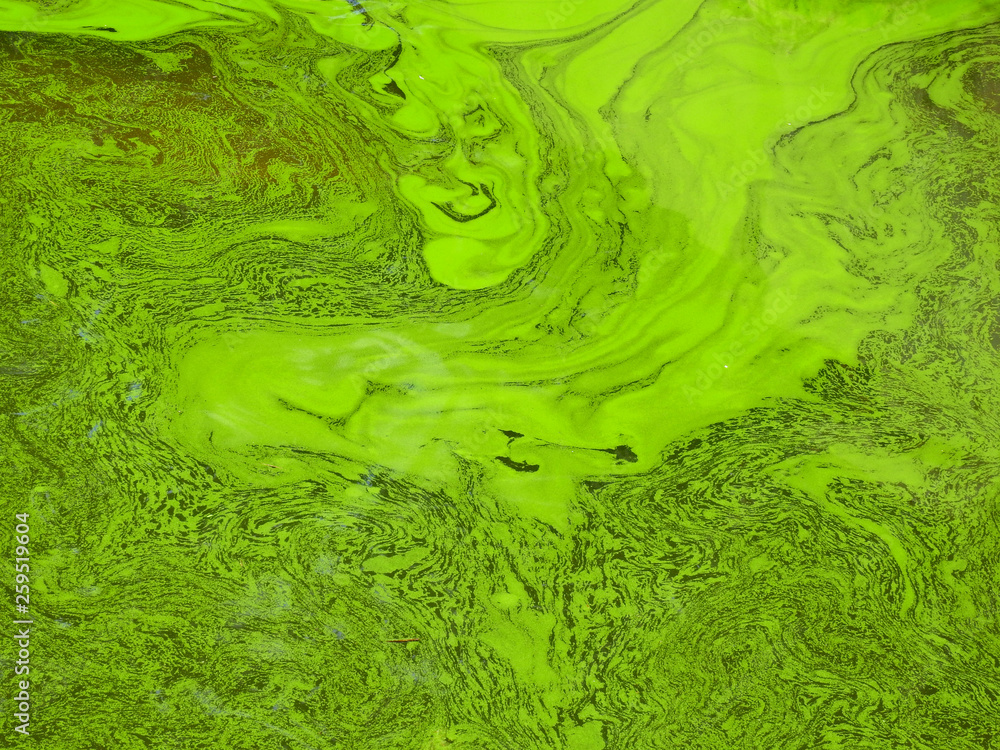 green water with moss texture Stock Photo | Adobe Stock