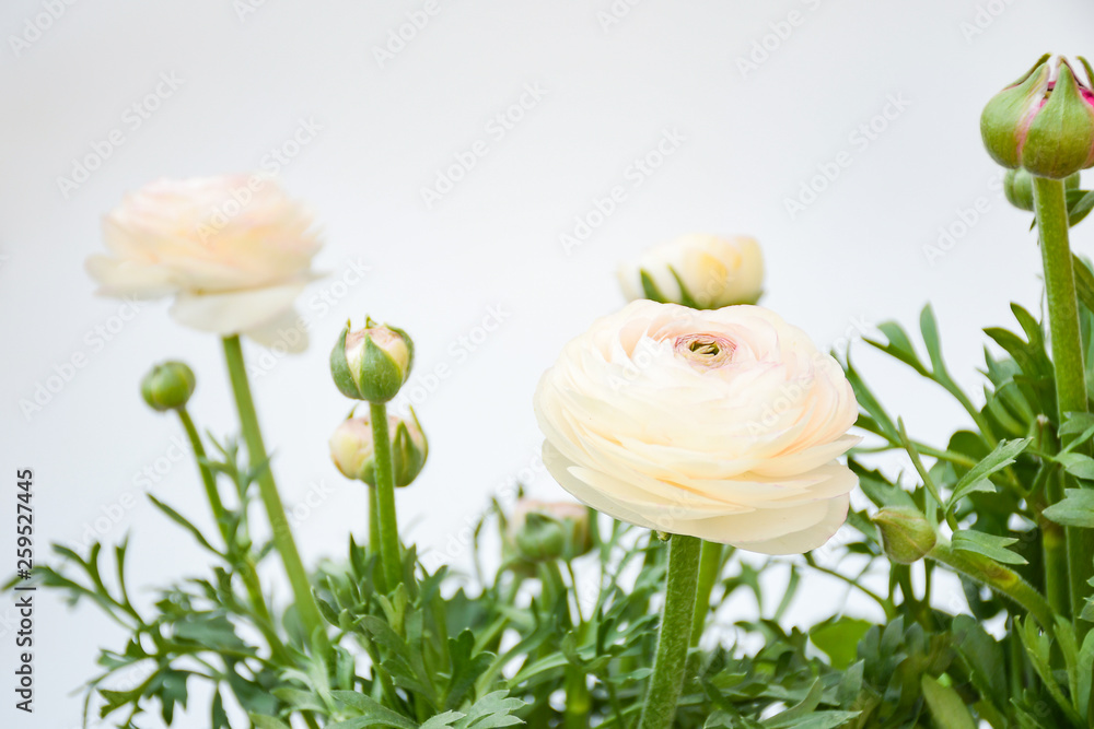 Ranunculus Leaves