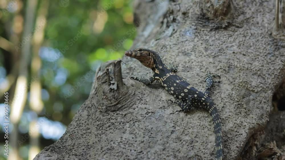 A tripod shot of a young black water monitor lizard, scientifically ...
