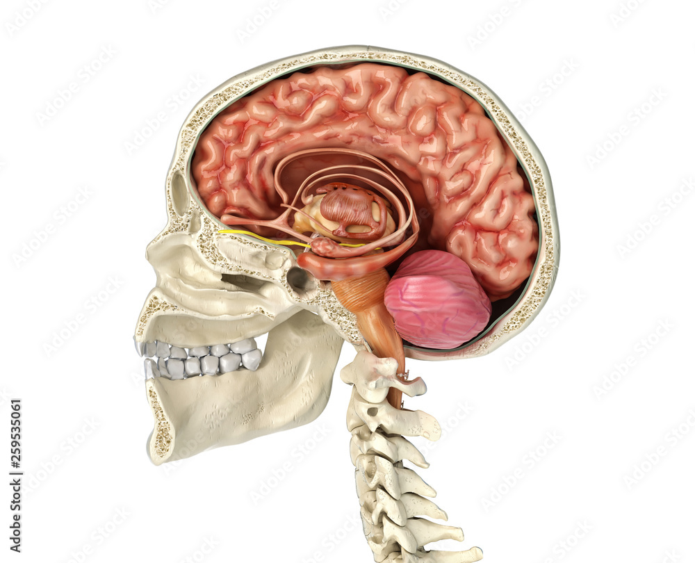 Human skull cross section with brain. Stock Illustration | Adobe Stock