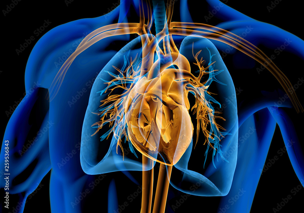 Naklejka Human heart cross-section with vessels, lungs, bronchial tree ...