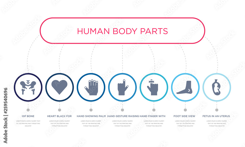 simple illustration set of 7 vector blue icons such as fetus in an ...