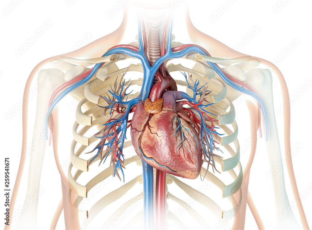Human heart with vessels,ribcage and bronchial tree. Stock Illustration ...